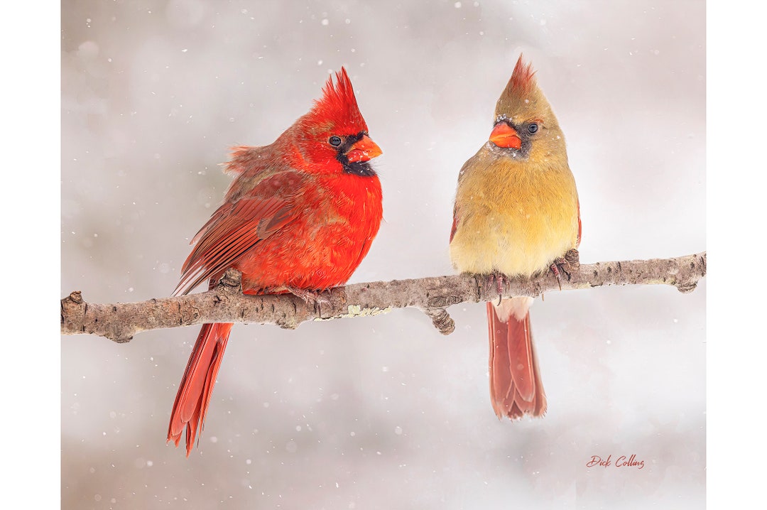 NORTHERN CARDINAL PAIR in Snow - Ready to Hang Photo - Etsy