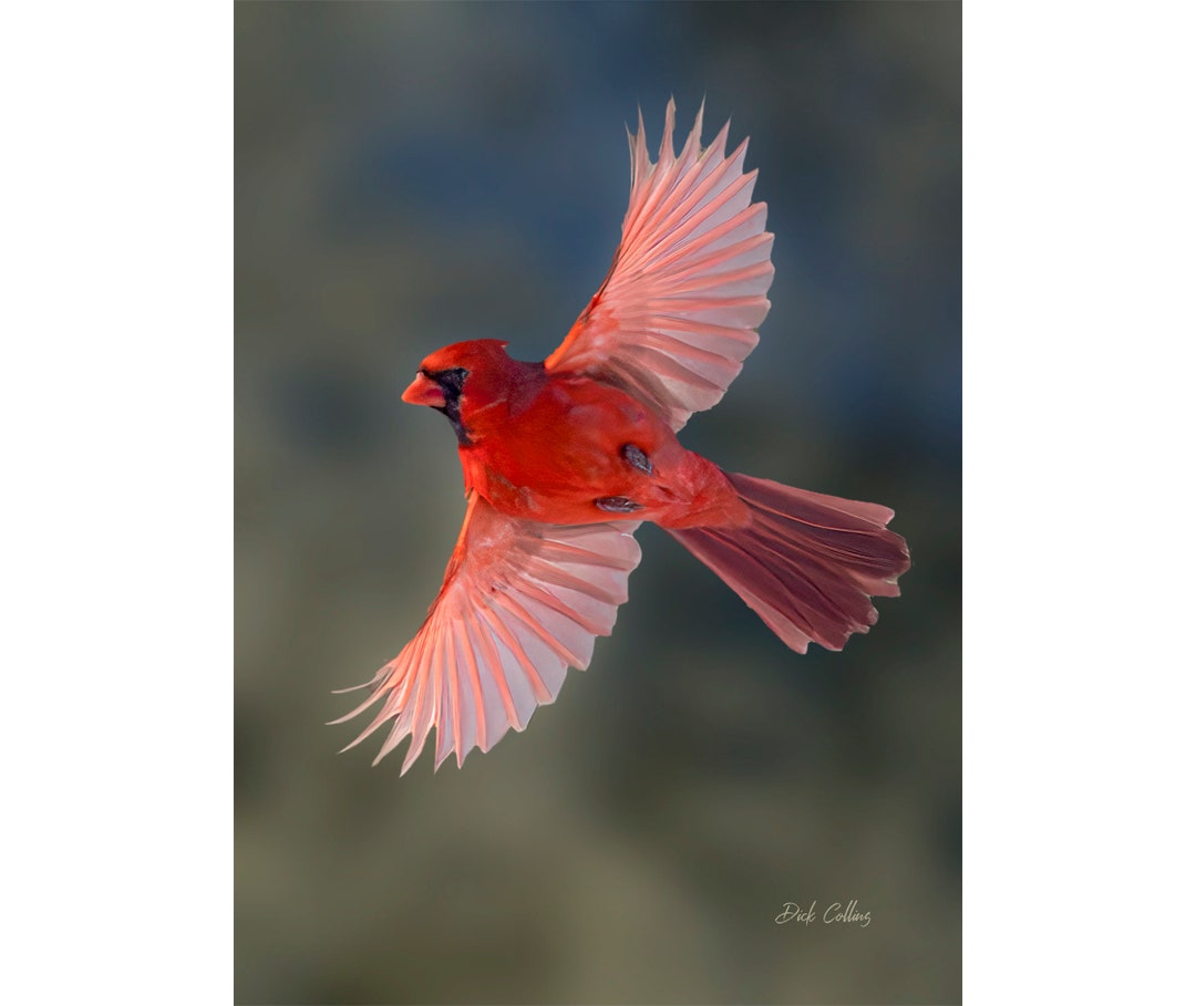 NORTHERN CARDINAL- in Flight #3 - Ready to Hang Dye Sublimation Photo ...