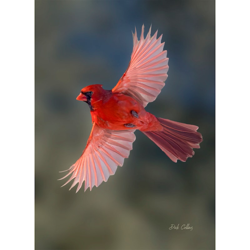 Cardinal in Flight - Etsy