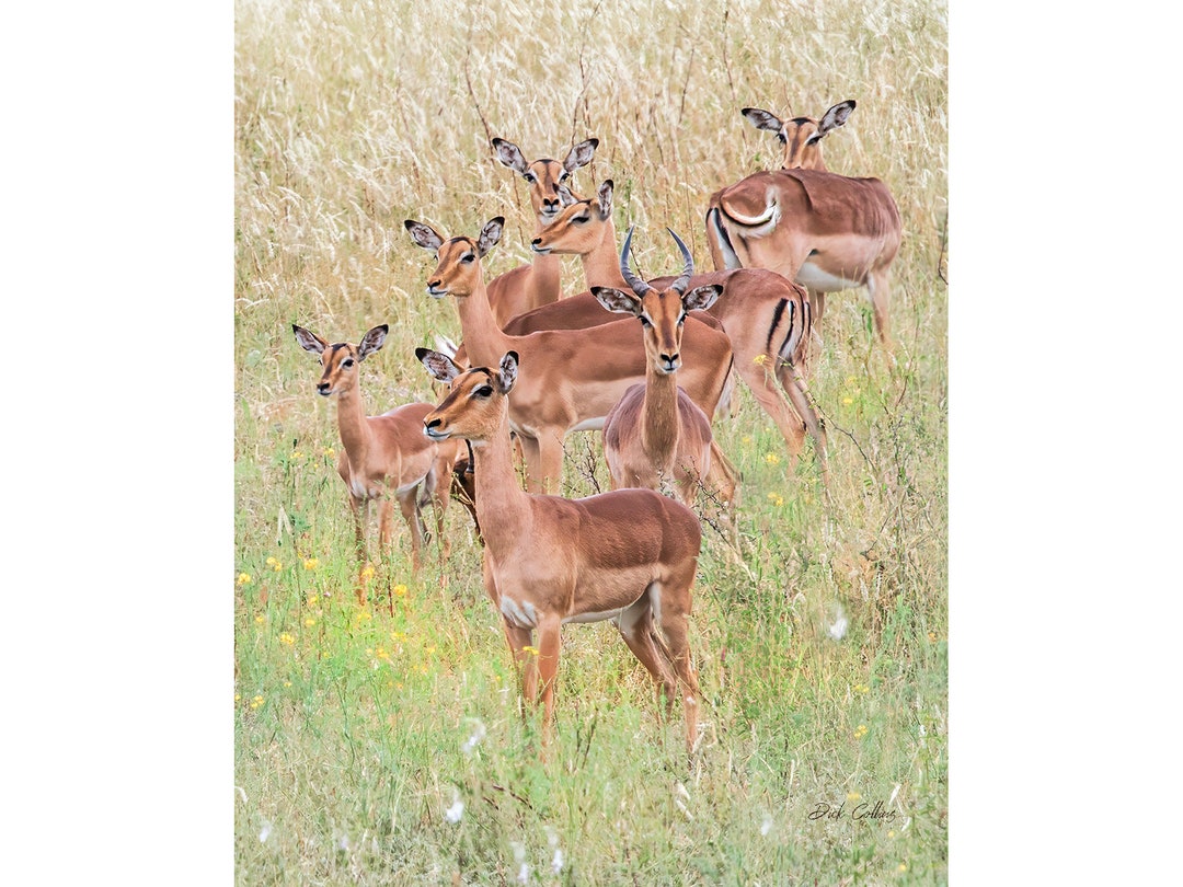 Impala Herd - "fast Food" - Ready to Hang Dye Sublimation High Def ...
