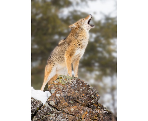 Coyote Sitting Howling