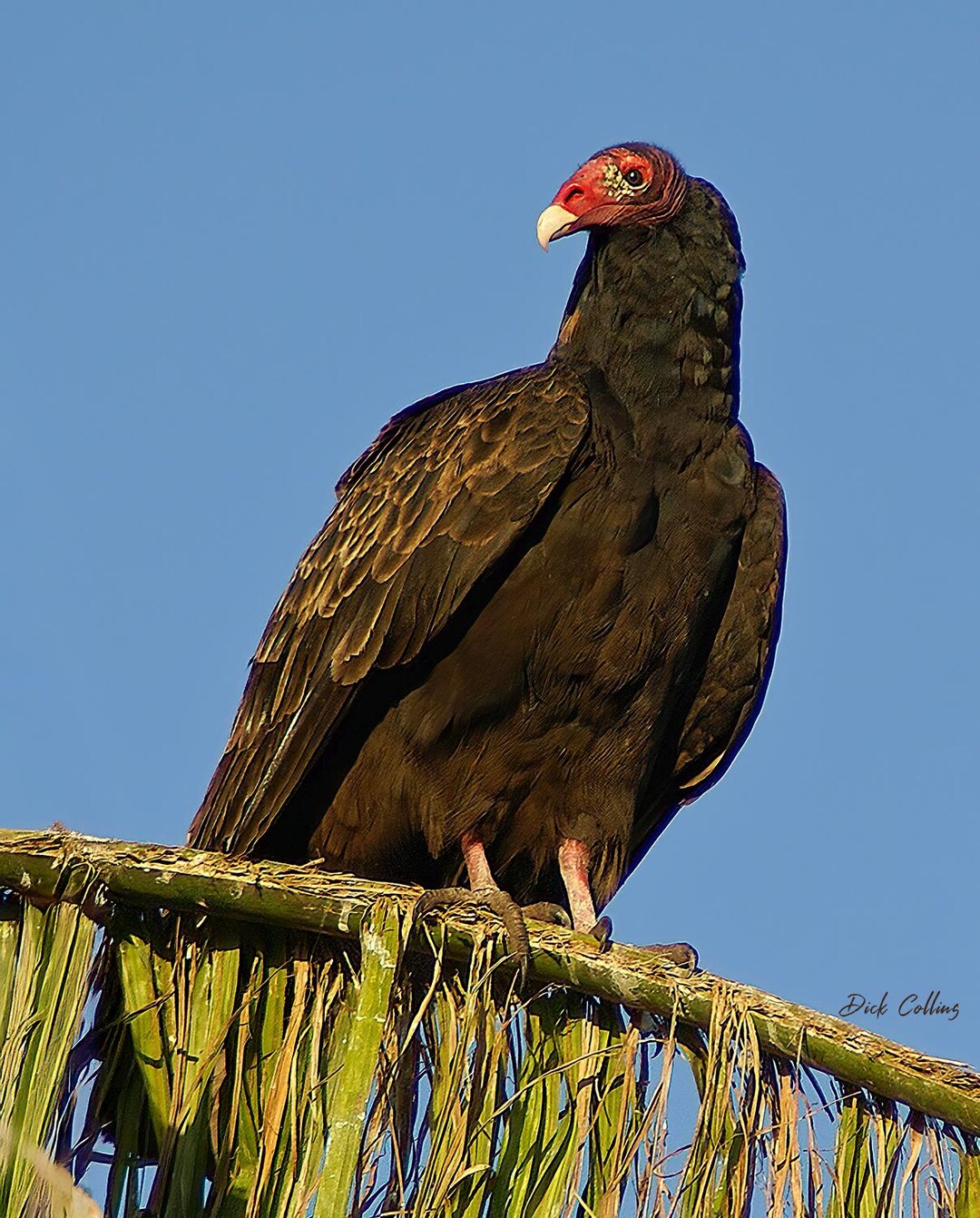 TURKEY VULTURE #01aready to Hang Dye Sublimation Photo / Raptors / New ...