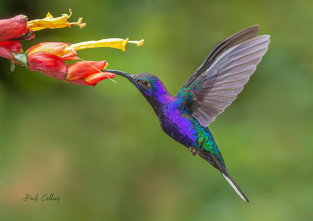 VIOLET SABREWING HUMMINGBIRD in Flight - Ready to Hang Print - Etsy