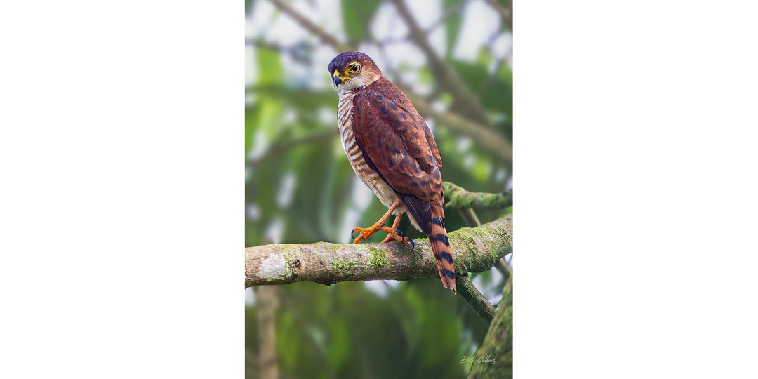 TINY HAWK Ready to Hang Photo - Etsy