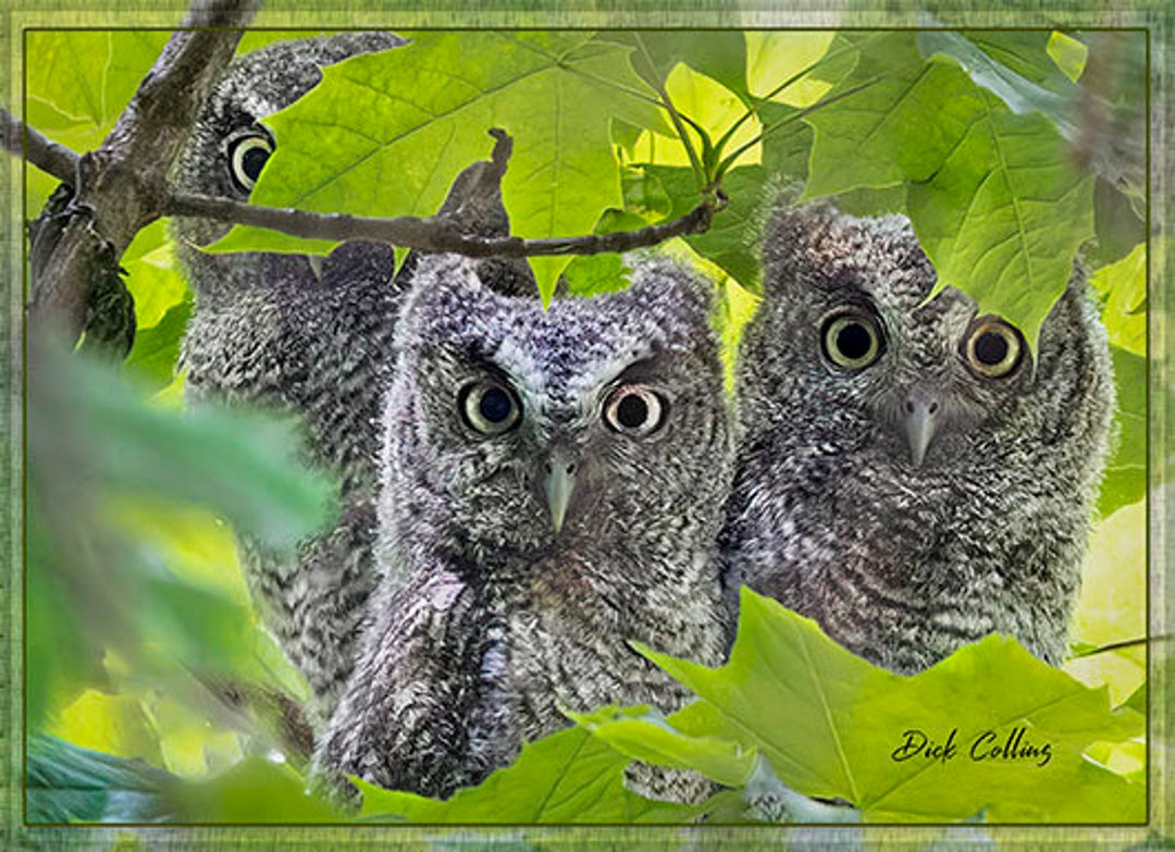 EASTERN SCREECH OWLETS Ready to Hang Dye Sublimation Photo /wildlife ...