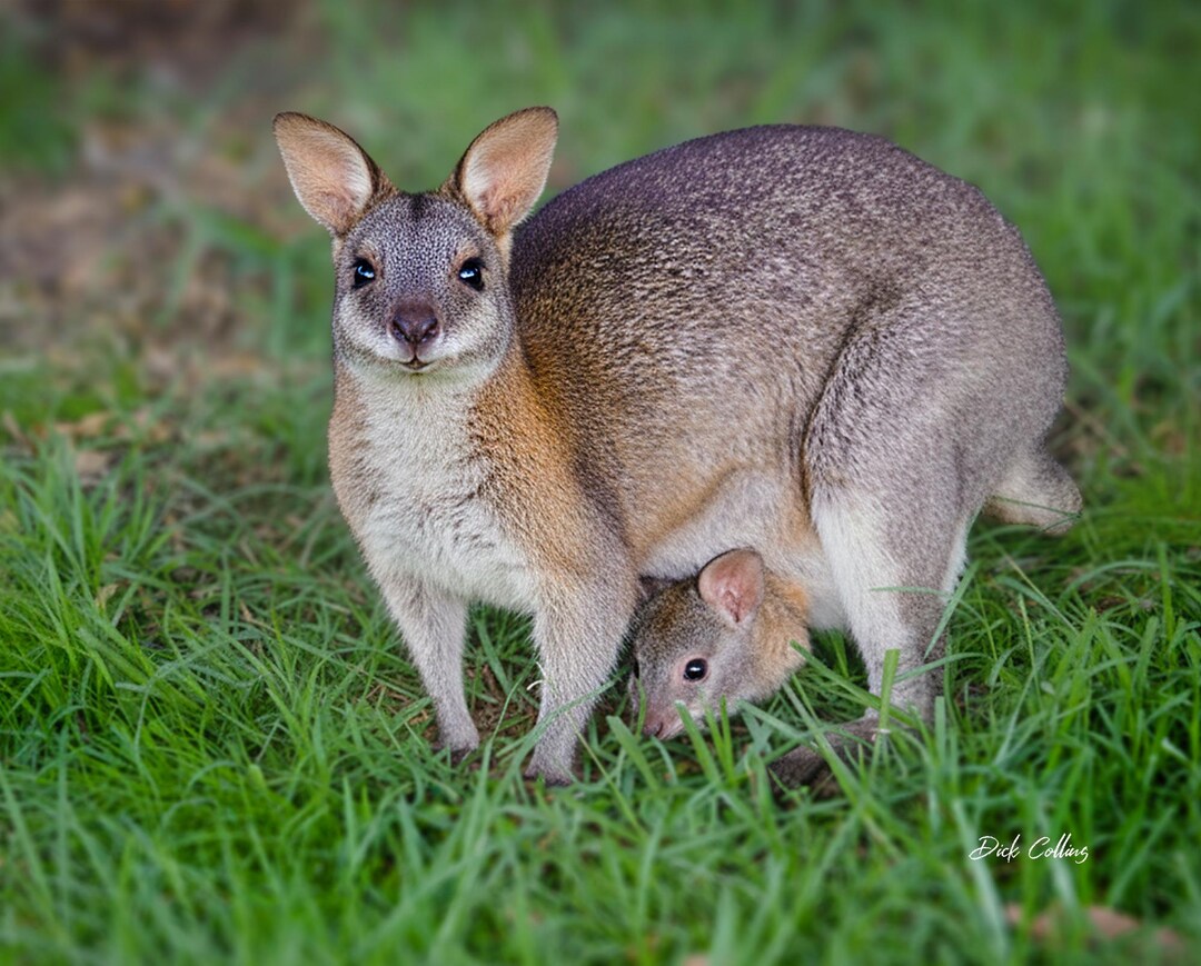 RED NECKED PADEMELON #01A With Joey in Pouch - Ready to Hang Dye ...