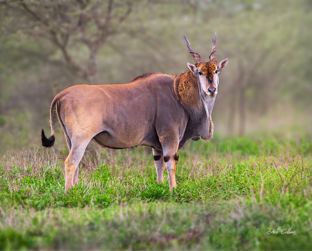 CAPE ELAND - Ready to Hang Dye Sublimation High Def. Print / Large ...