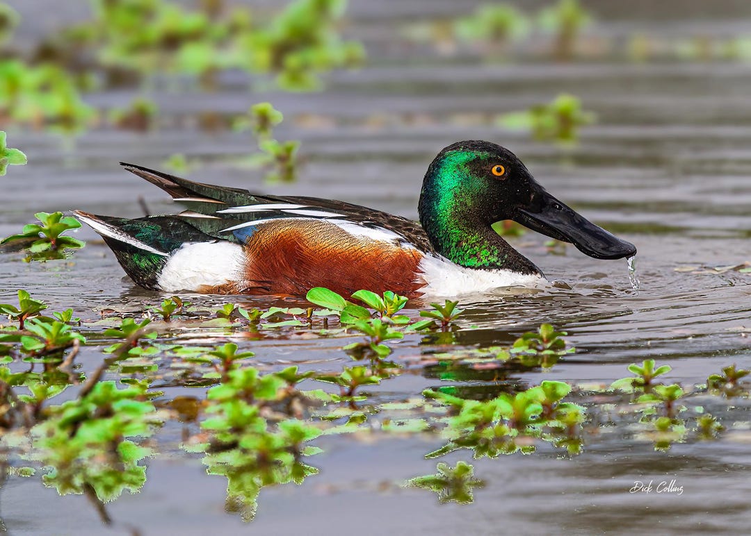 Northern Shoveler #01A- Ready to Hang High Def. Dye Sublimation Print ...