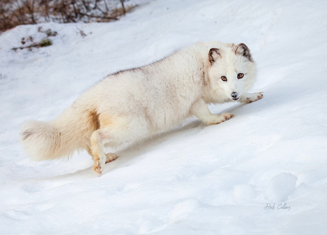ARCTIC FOX #2 - Ready to Hang Dye Sublimation Print - Etsy