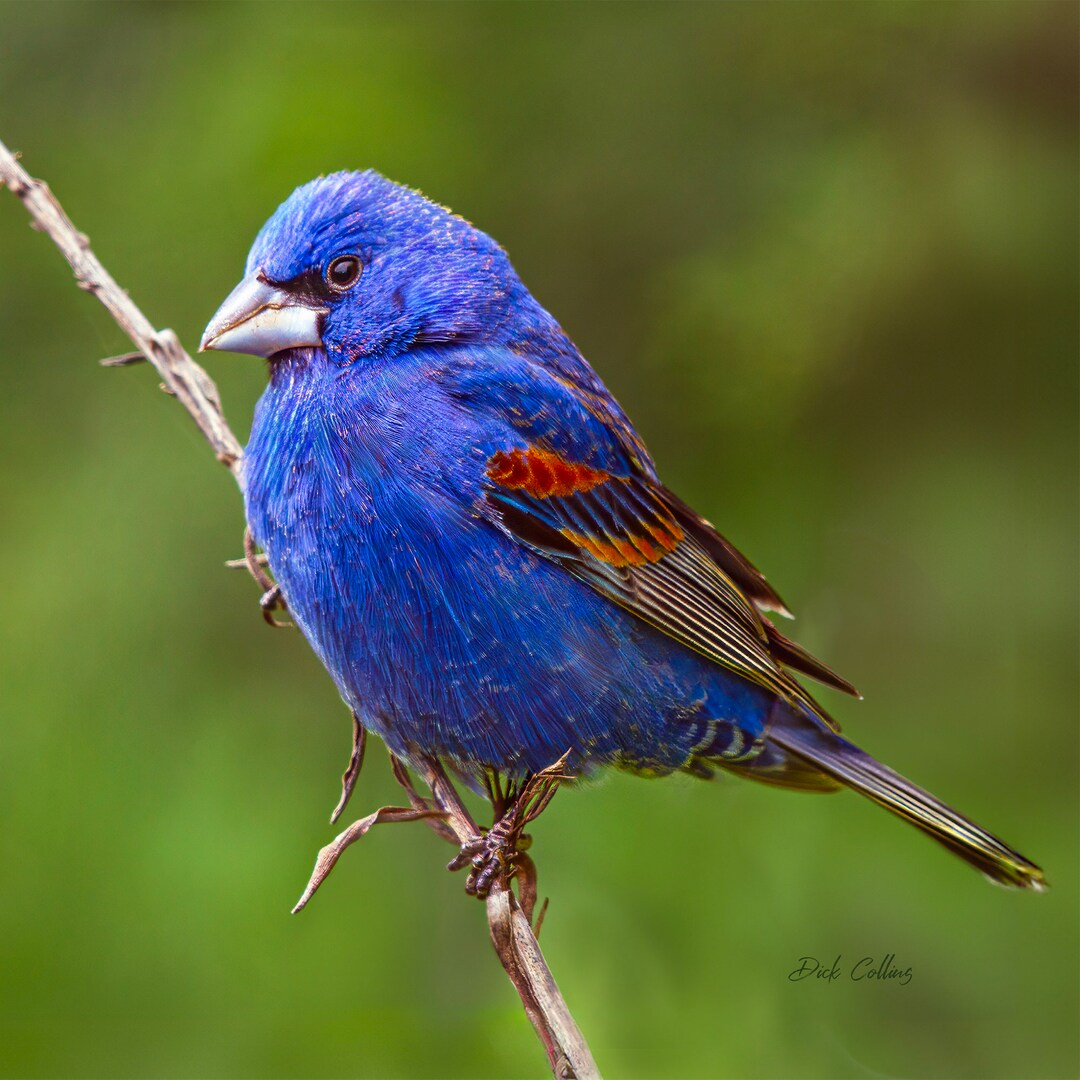 Blue Grosbeak #01A Ready to Hang Dye Sublimation Print / Wild Bird Wall ...