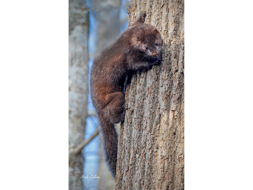 AMERICAN MINK Ready to Hang High Definition Dye Sublimation Photo / Fur ...