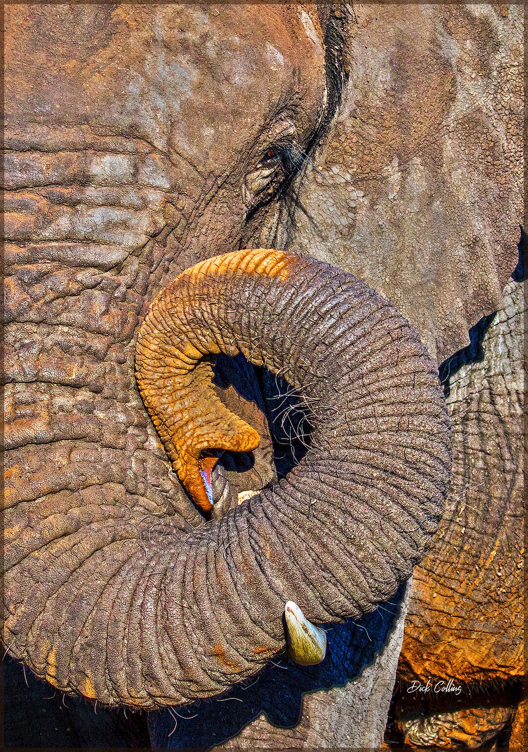 AFRICAN ELEPHANT ABSTRACT Photo Ready to Hang Dye Sub, Photo. - Etsy