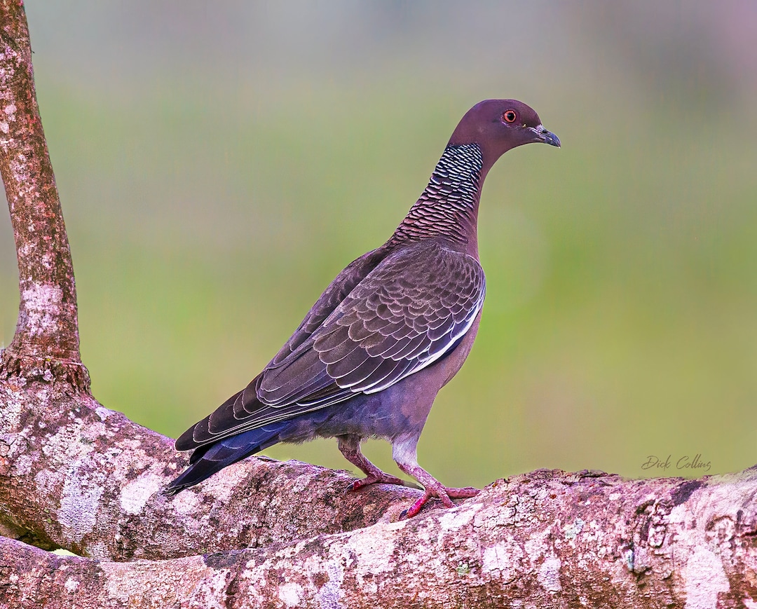 Picazura Pigeon Ready to Hang Dye Sublimation Photo / Tropical Birds ...