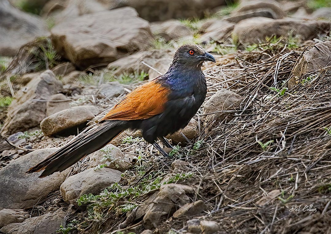 GREATER COUCAL - Ready to Hang High Def. Dye Sublimation Photo / Cuckoo ...