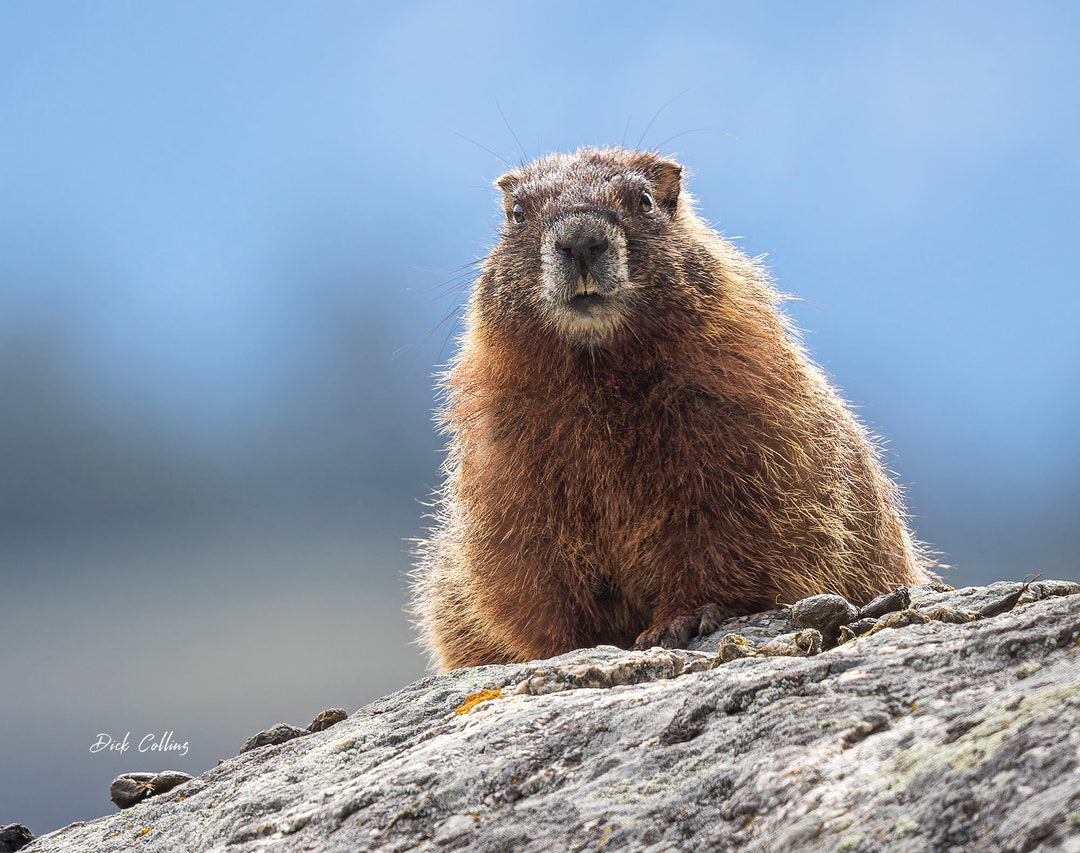 YELLOW BELLIED MARMOT Portrait - Ready to Hang Dye Sublimation Print - Etsy