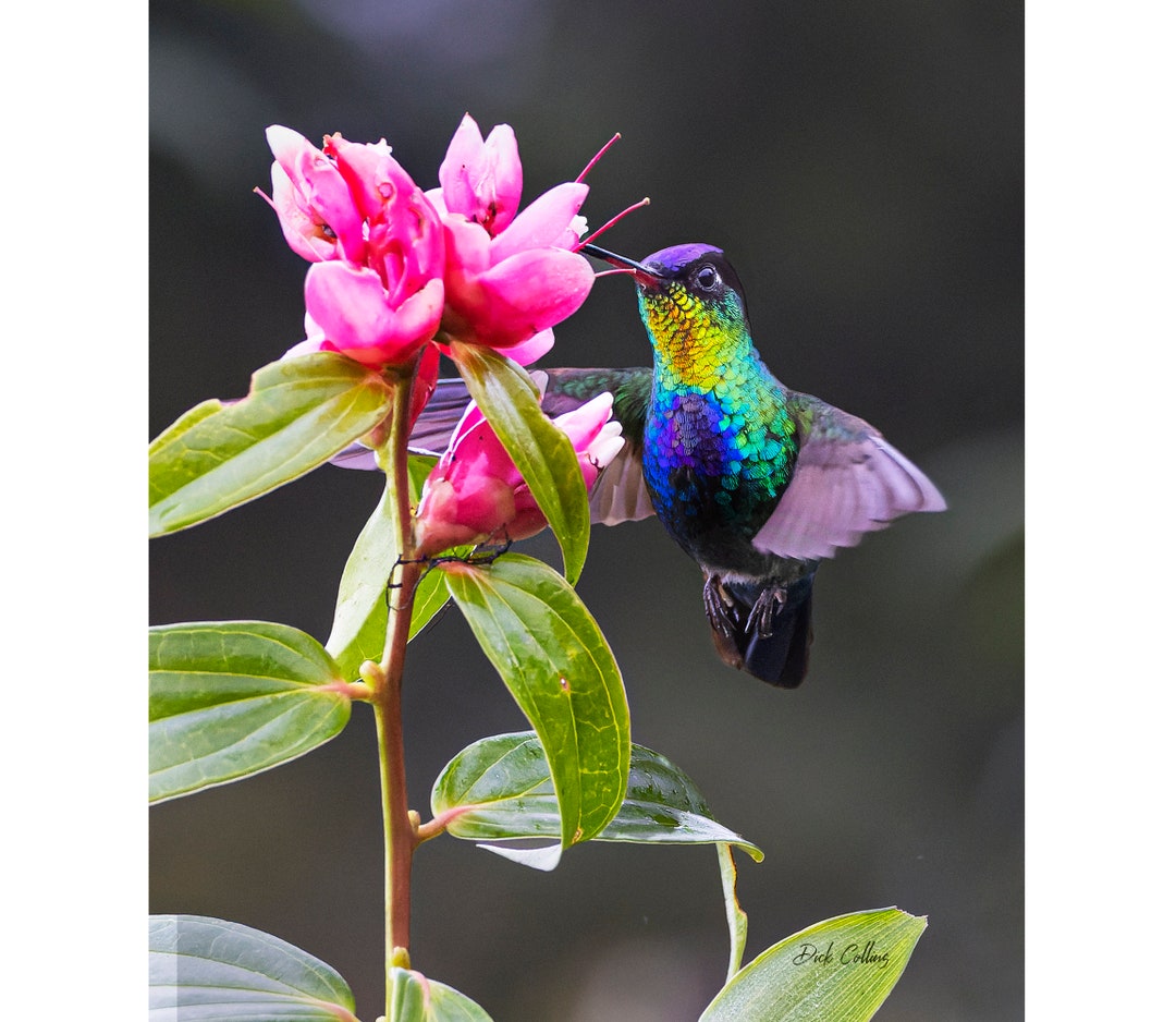 FIERY-THROATED HUMMINGBIRDS - Photo - Ready to Hang Dye Sub, Photo. - Etsy