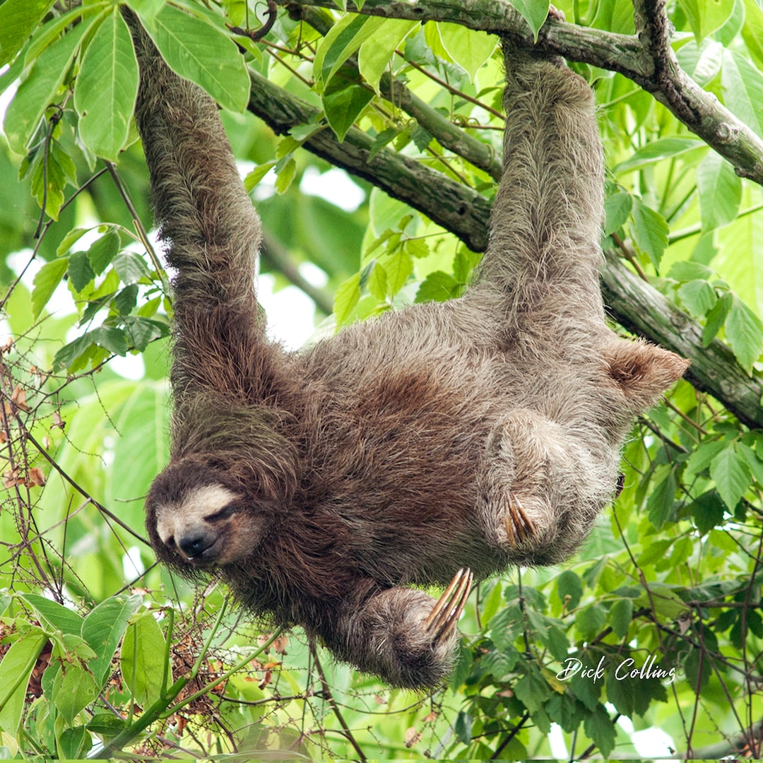 BROWN THROATED SLOTH - Ready to Hang Photo. - Etsy