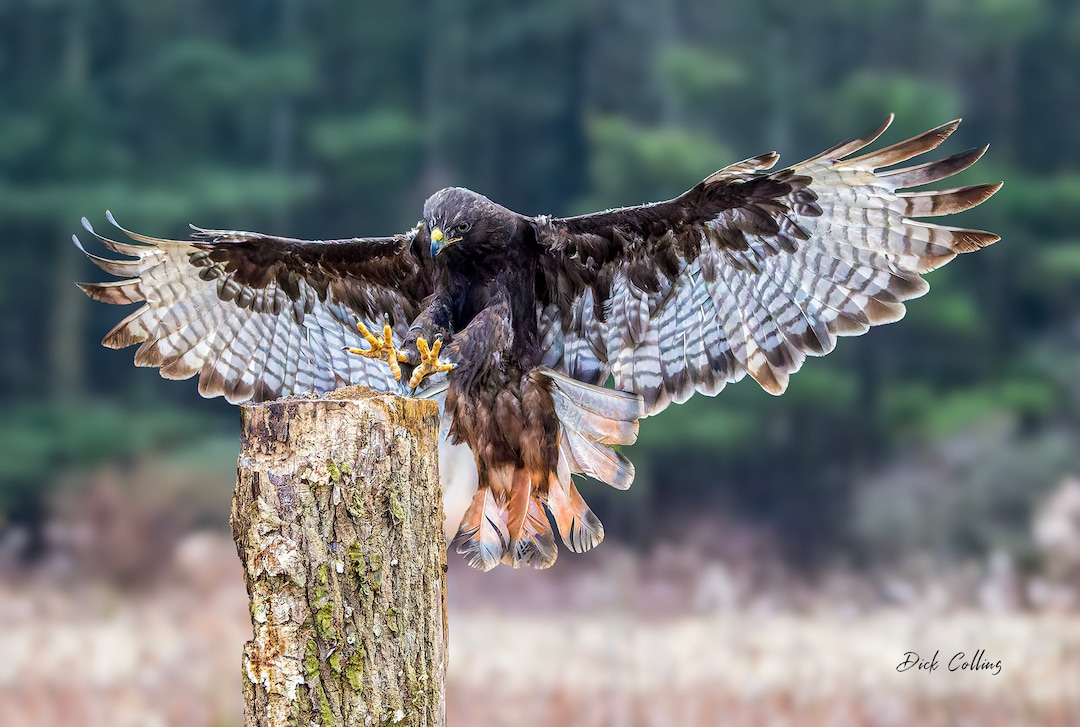 Red Tailed Harlans Hawk Landing Ready To Hang Dye Sublimation Photo Raptor Hawk In Flight Etsy