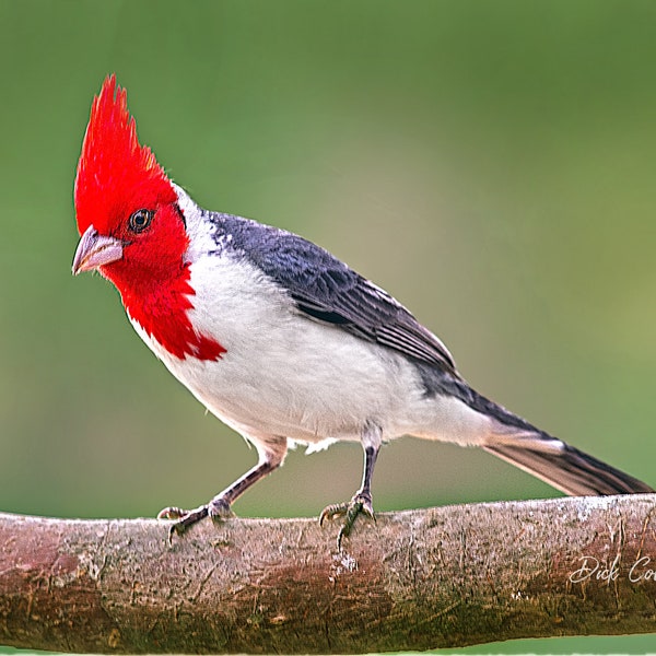 Red Cardinal - Etsy