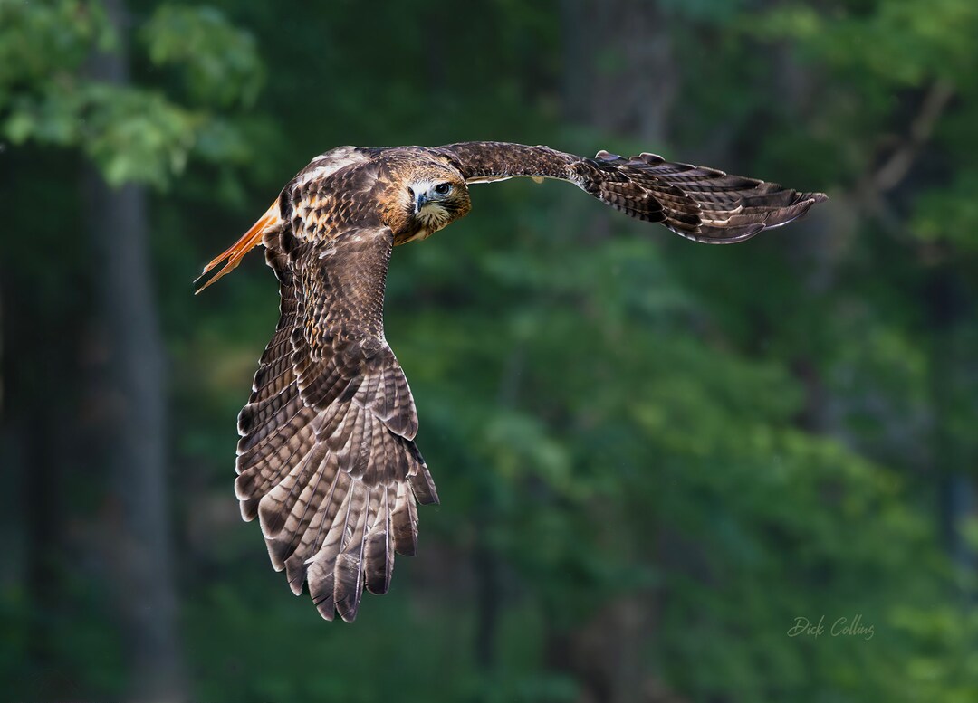 RED-TAILED HAWK in Flight #4 Ready to Hang Photo - Etsy