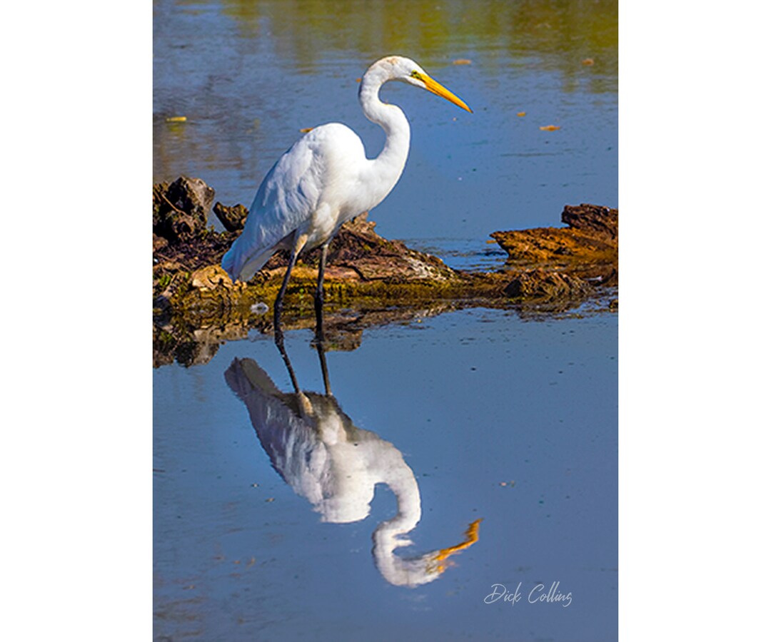 Great Egret Ready to Hang Dye Sublimation Prints / Water Birds / Herons ...