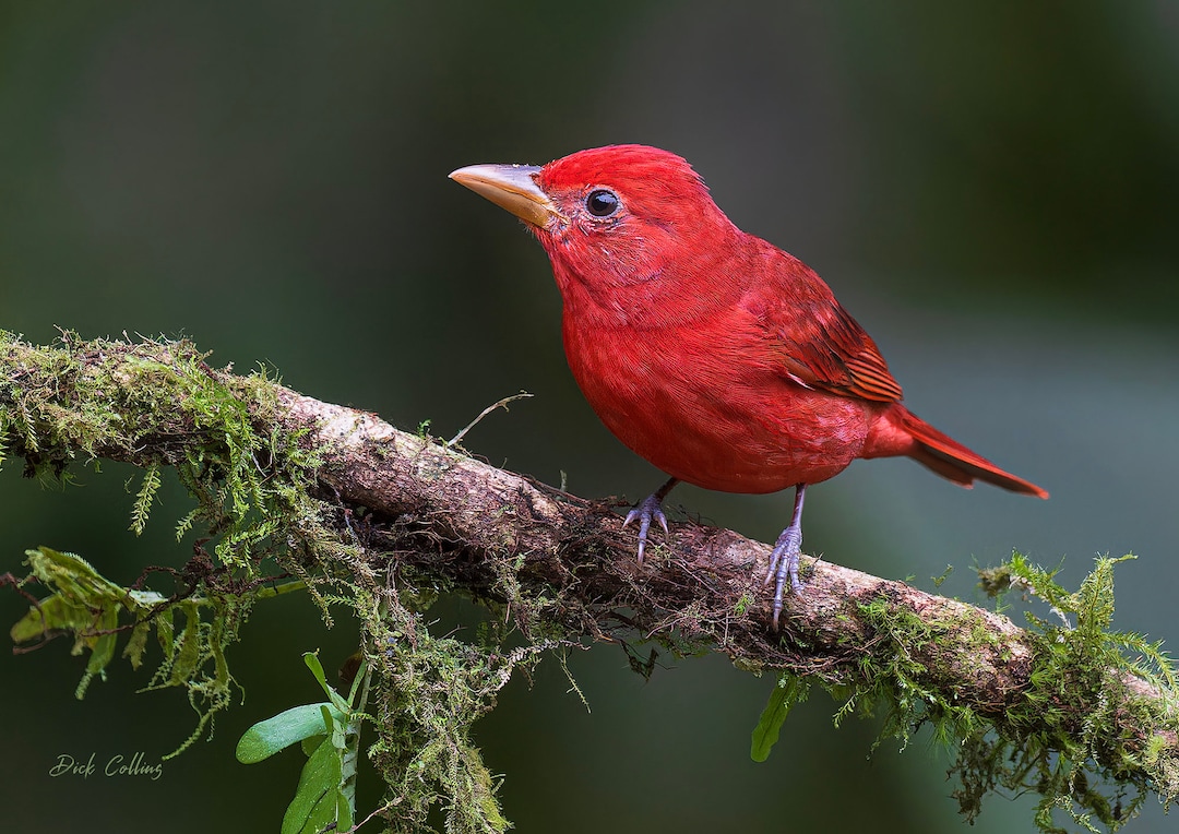 SUMMER TANAGER - Ready to Hang Dye Sublimation Photo - Etsy