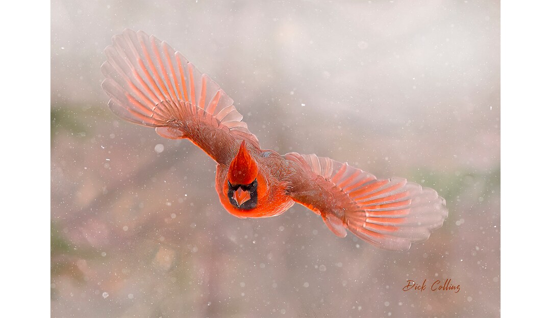 NORTHERN CARDINAL Flying in Snow Ready to Hang Photo - Etsy