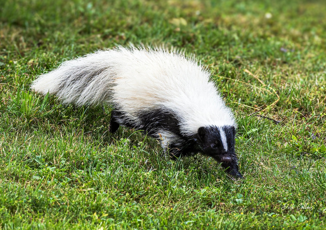 Striped Skunk - "whitey' Ready to Hang Dye-sublimation Photo / Skunk ...