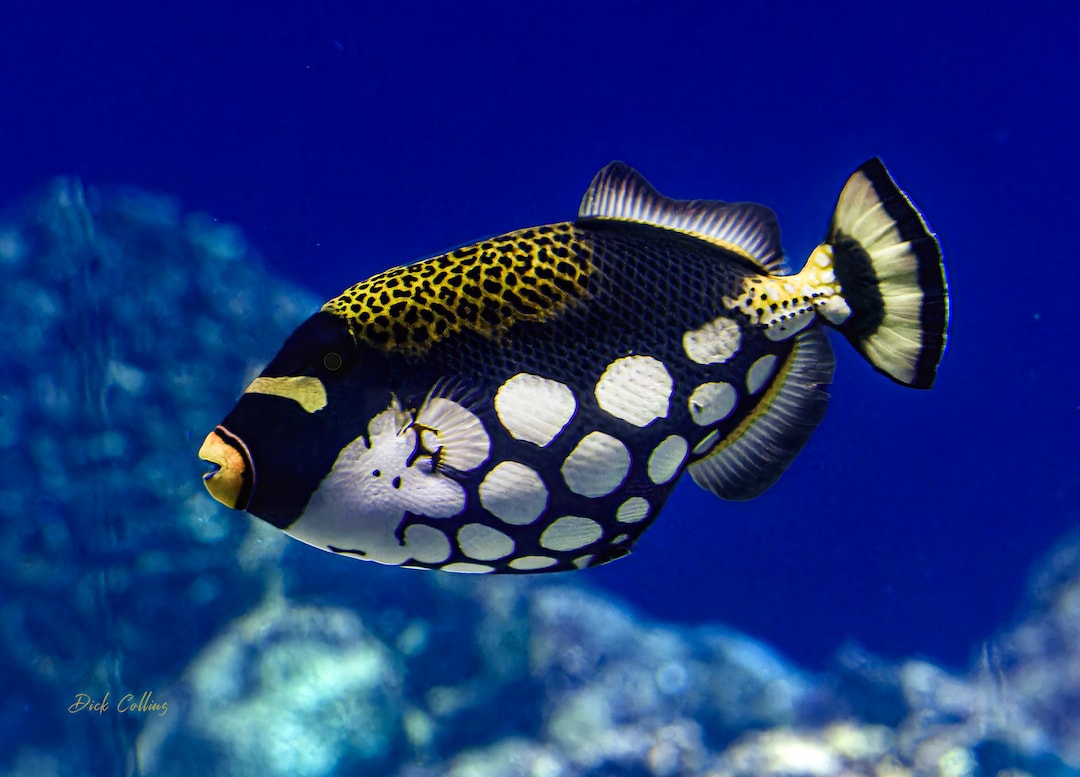 Clown Triggerfish Tropical Fish Big-spotted Triggerfish Western Pacific ...