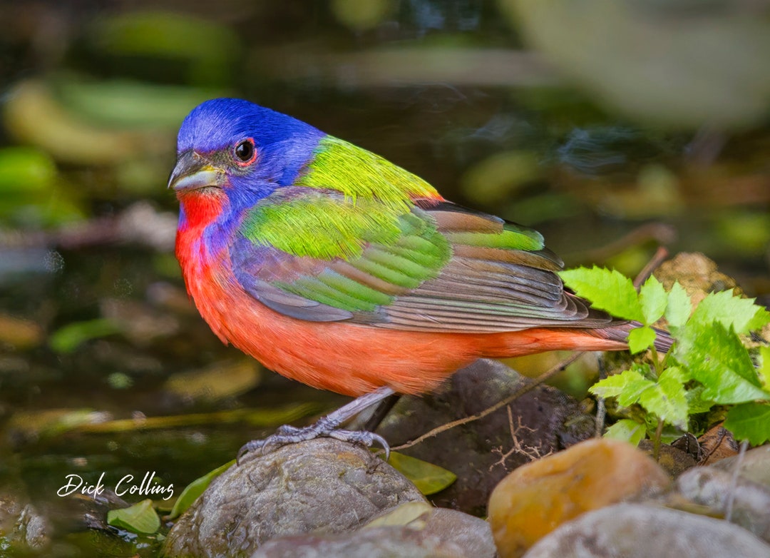 PAINTED BUNTING Ready to Hang Dye Sublimation Photo - Etsy