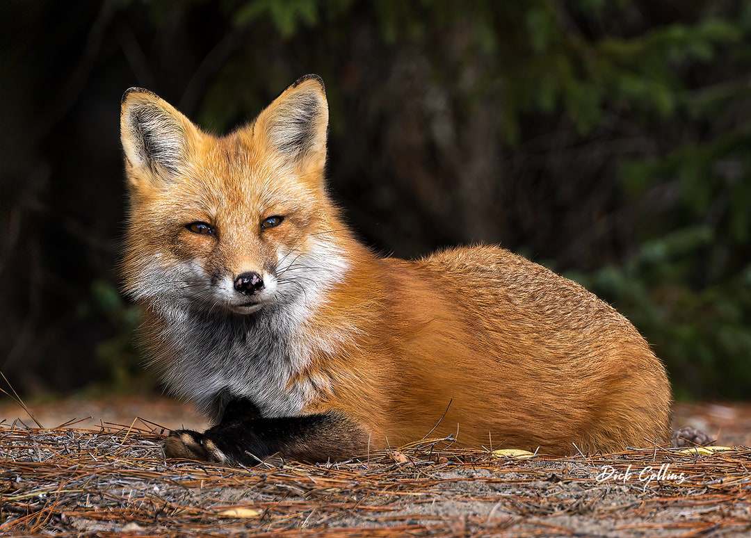 RED FOX in PINES- Ready to Hang Dye Sublimation Print - Etsy