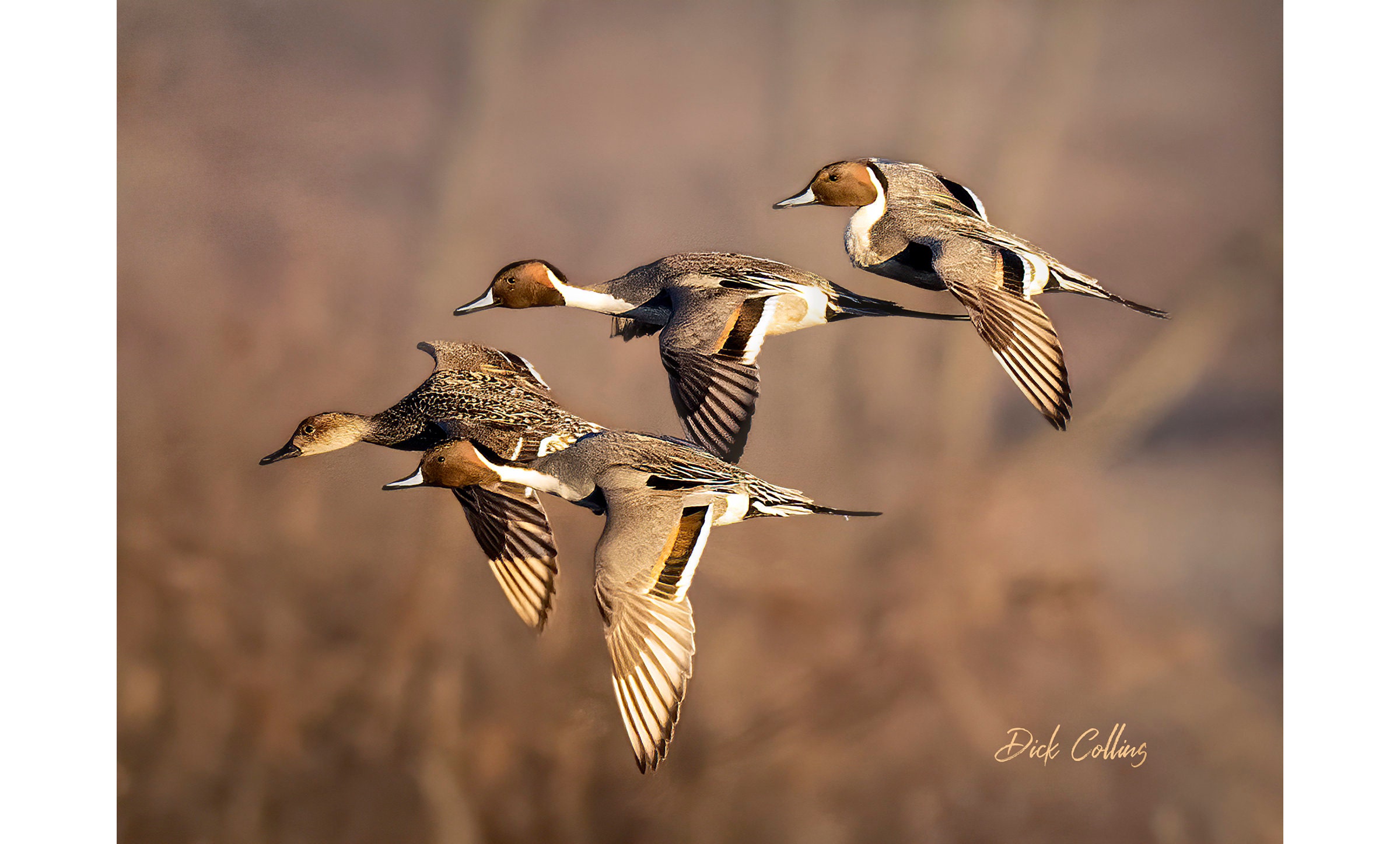 Pintails In Flight