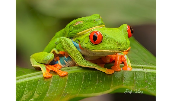 Red Eyed Tree Frog Hanging