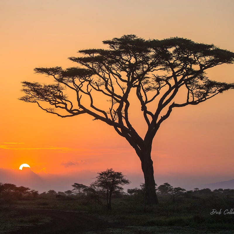 African Scenery - Etsy