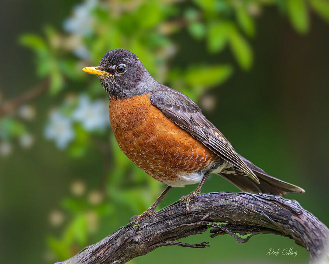 AMERICAN ROBIN #03A Ready to Hang Dye Sublimation High Def. Print - Etsy