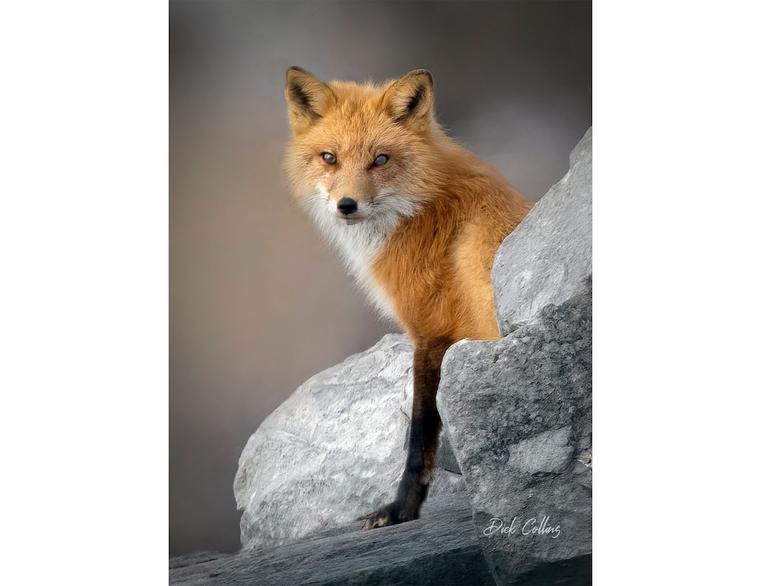 Red Fox Full Portrait #04A- Ready to Hang Dye Sublimation Print - Etsy