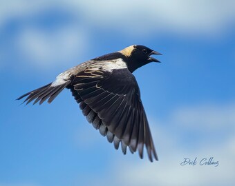 BLUE JAY FLYING Ready to Hang Dye Sublimation Print | Etsy