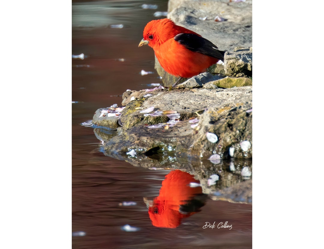 SCARLET TANAGER Ready to Hang Dye Sublimation Print - Etsy