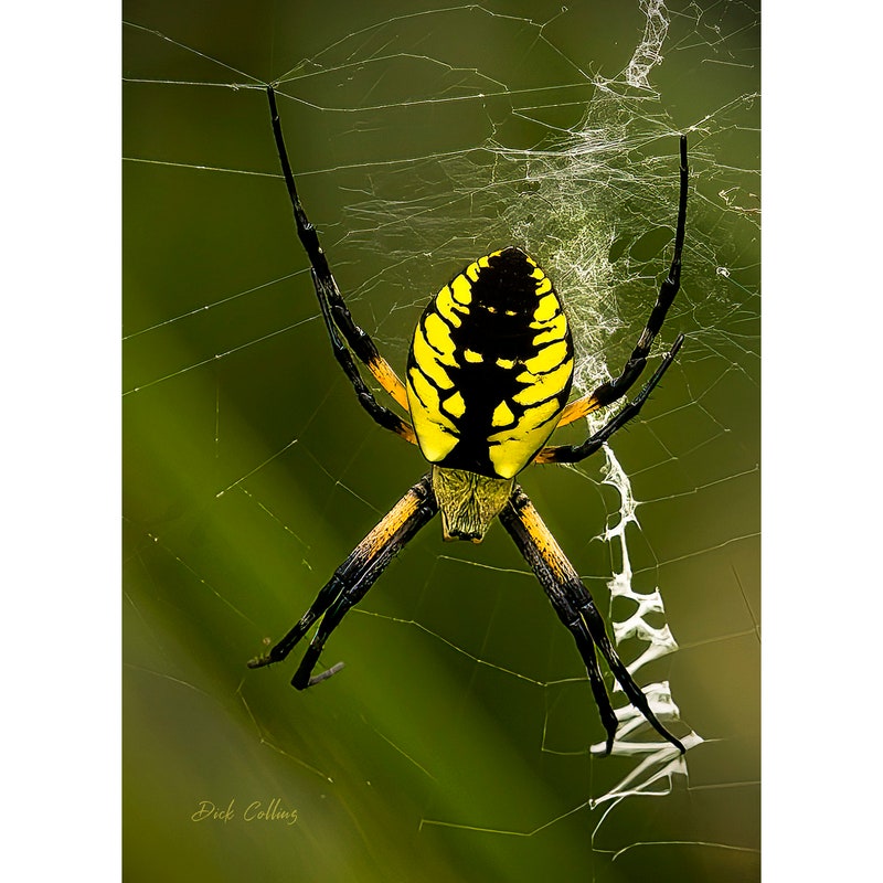 Framed Spider Web - Etsy