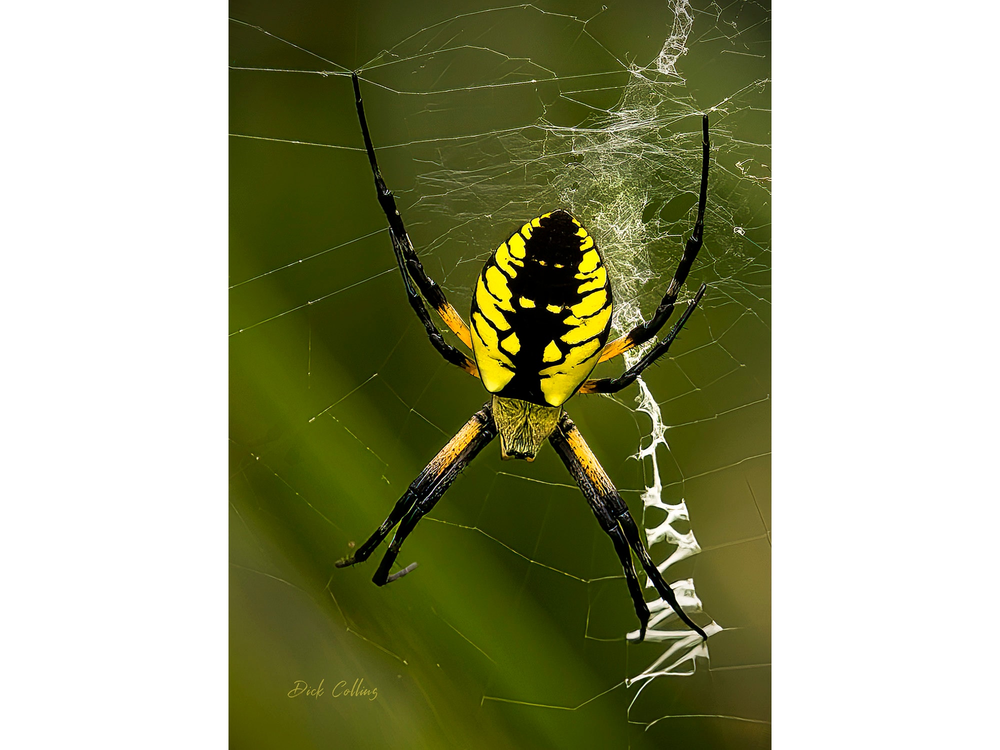 Black and Yellow Garden Spider Ready to Hang Dye Sublimation Print ...