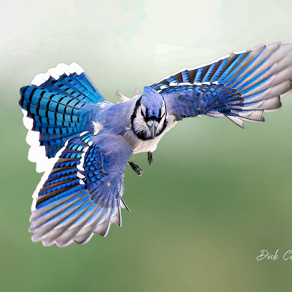 Blue Jay Art - Etsy
