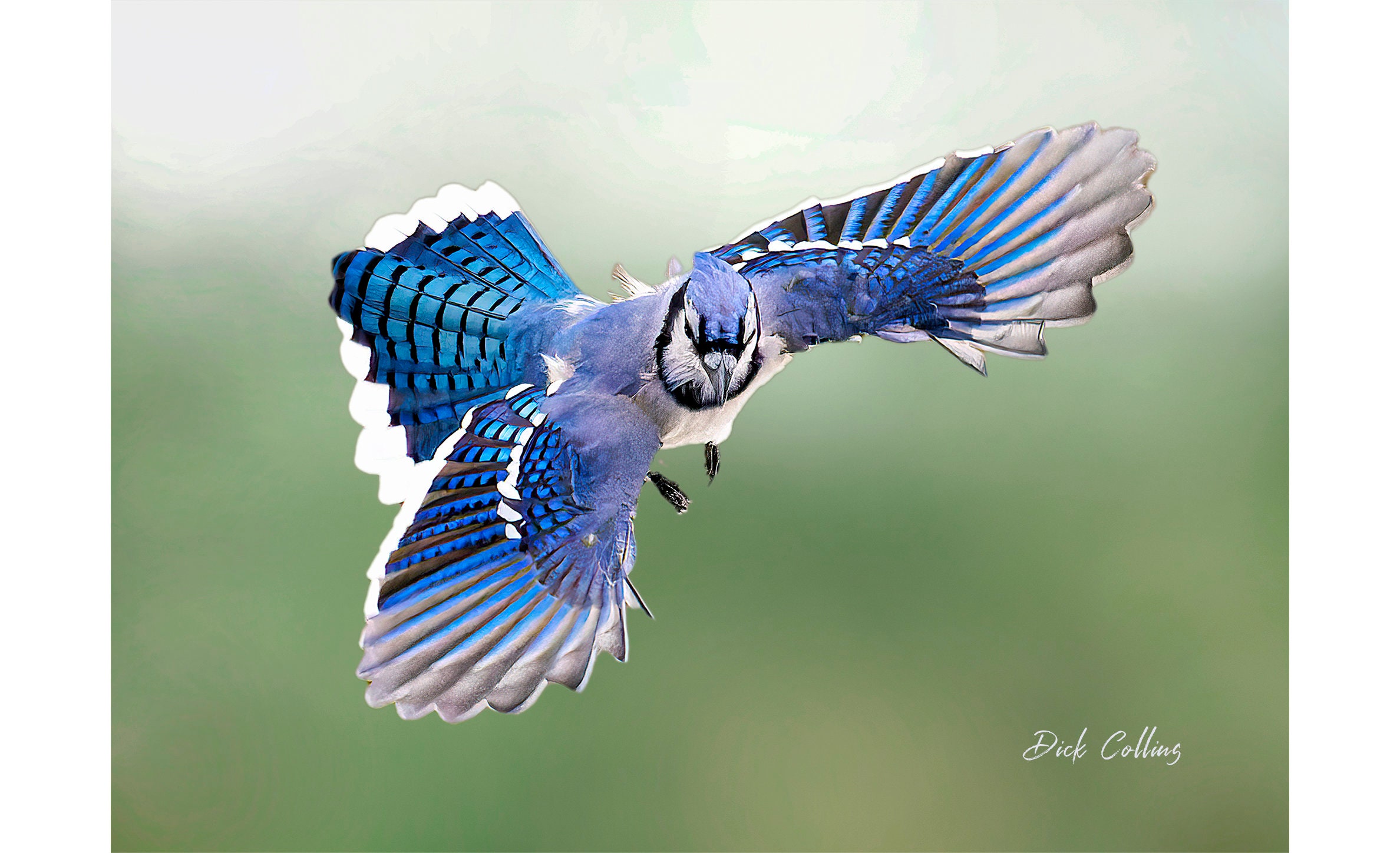 Blue Jay Bird Flying