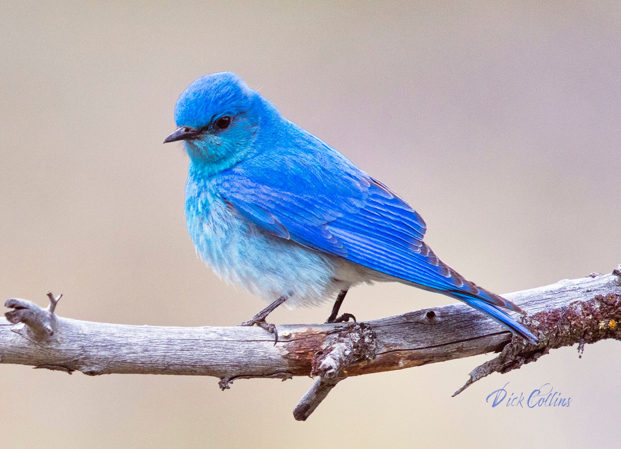 Mountain Bluebird Coloring Page