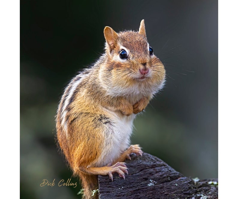 Fat Chipmunk Ready to Hang Print | Etsy