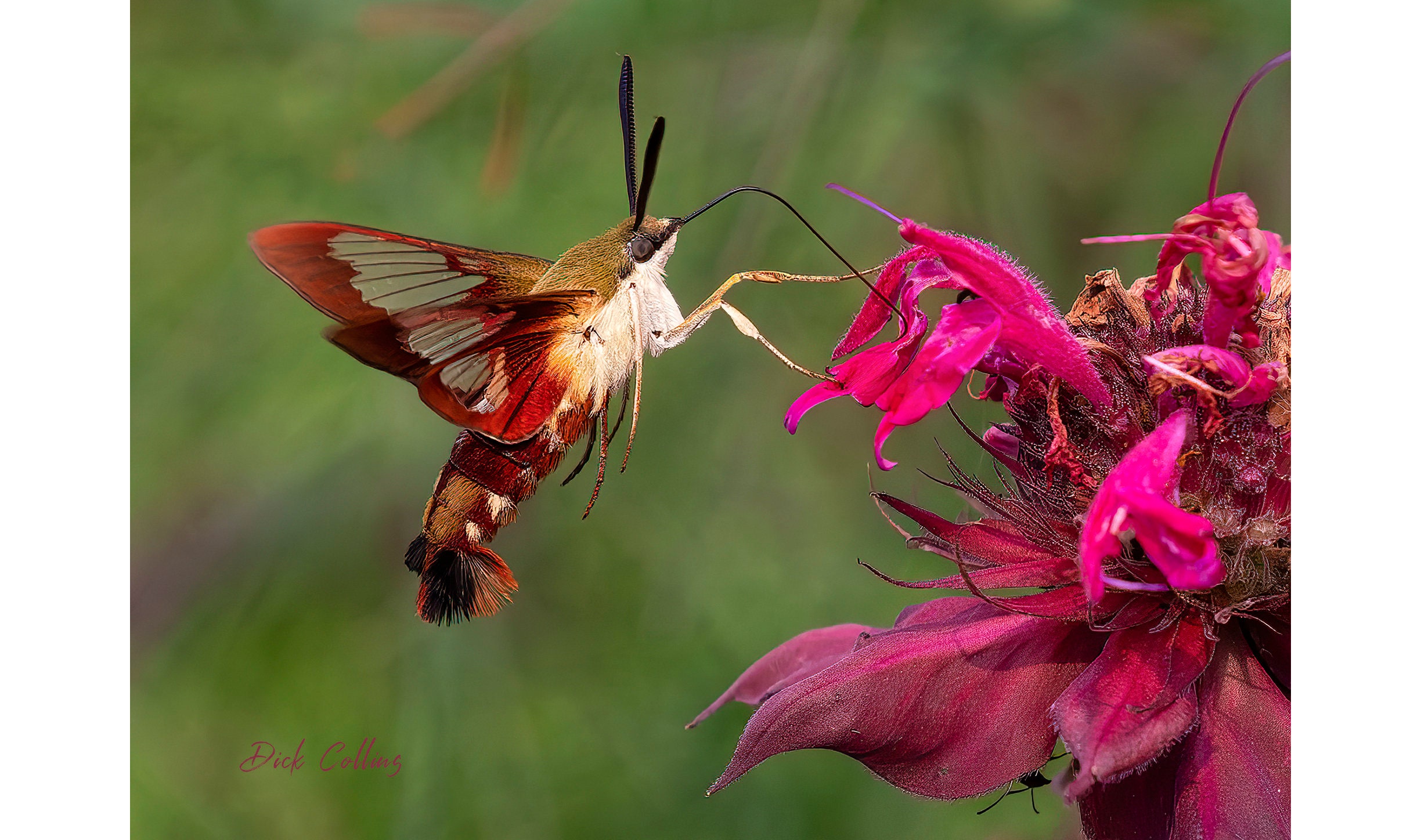 SNOWBERRY CLEARWING Hummingbird Moth Ready to Hang Dye - Etsy