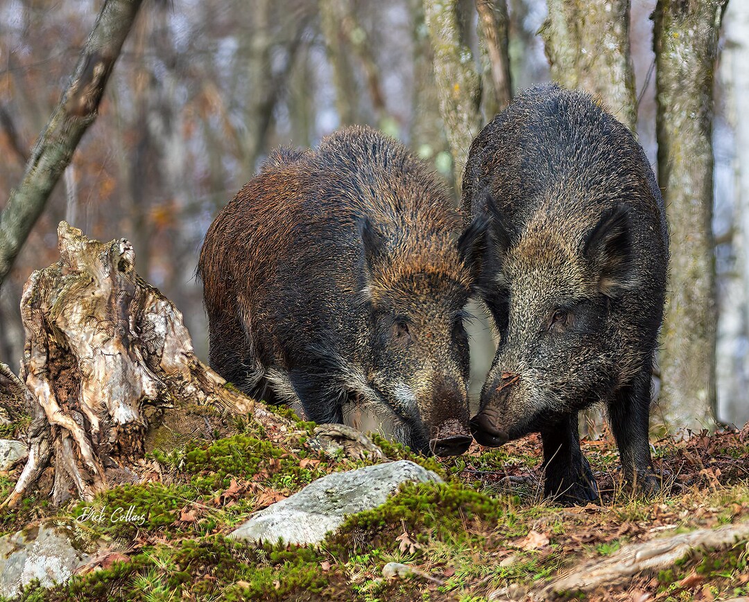 EURASIAN WILD BOAR #01A Ready to Hang High Def Dye-sublimation Photo ...