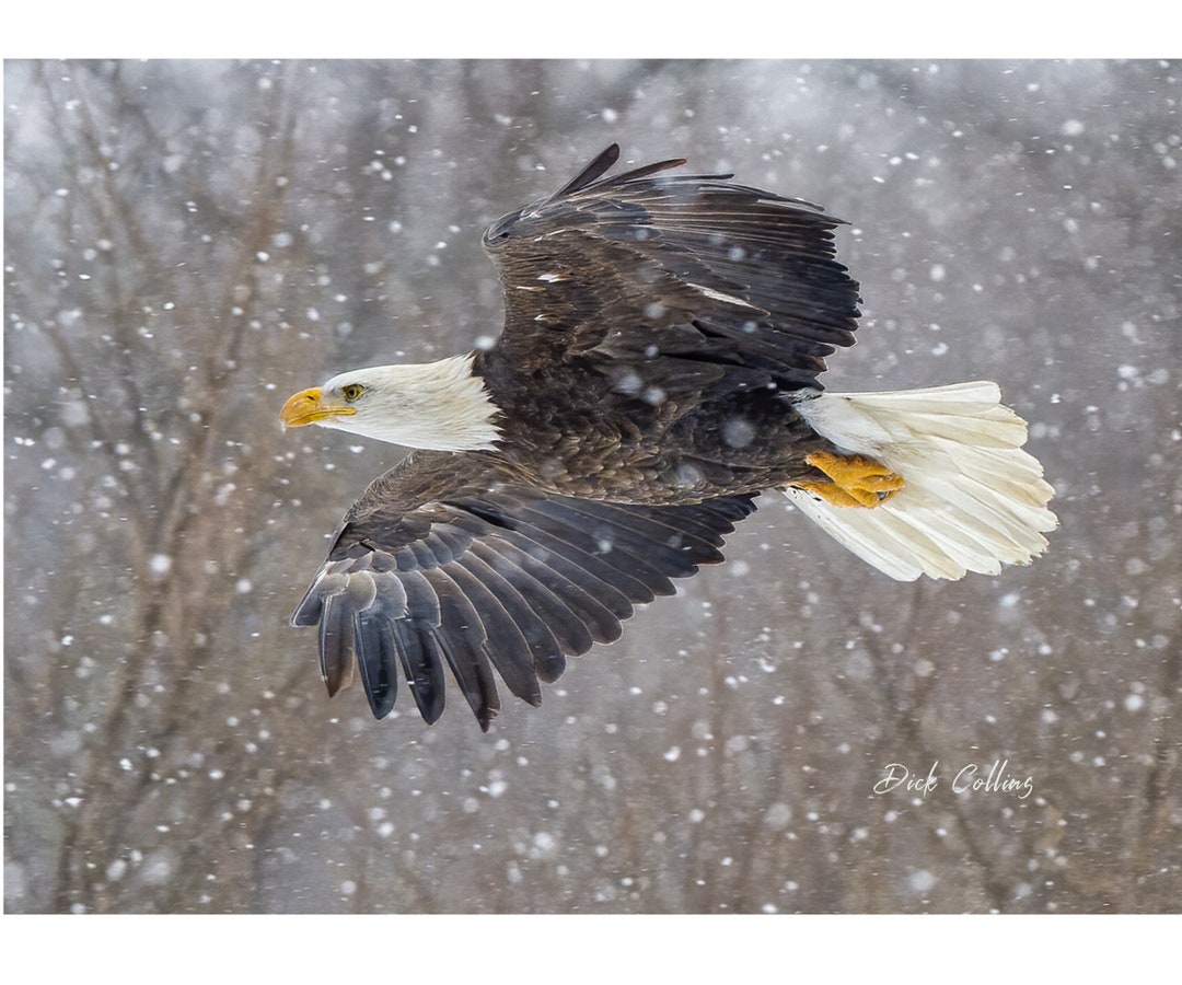 BALD EAGLE in Flight Ready to Hang Photo Winter Eagle Wildlife Nature ...