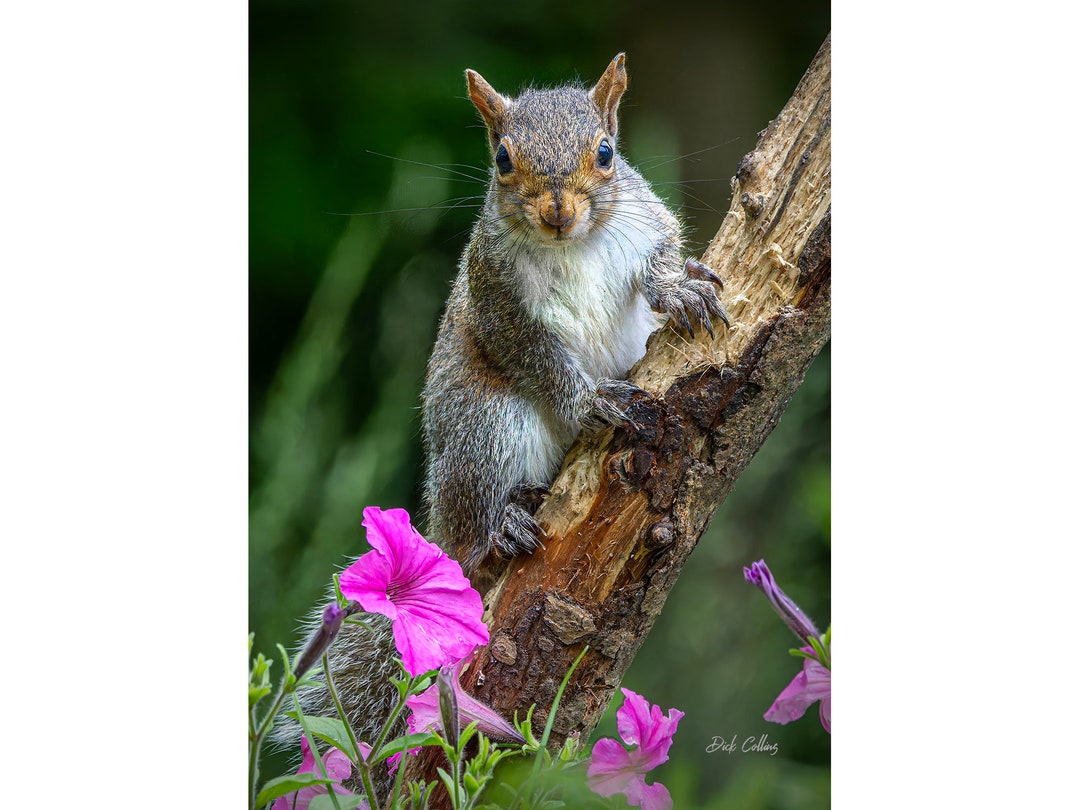 EASTERN GRAY SQUIRREL Juvenile - Ready to Hang Dye-sublimation Print ...