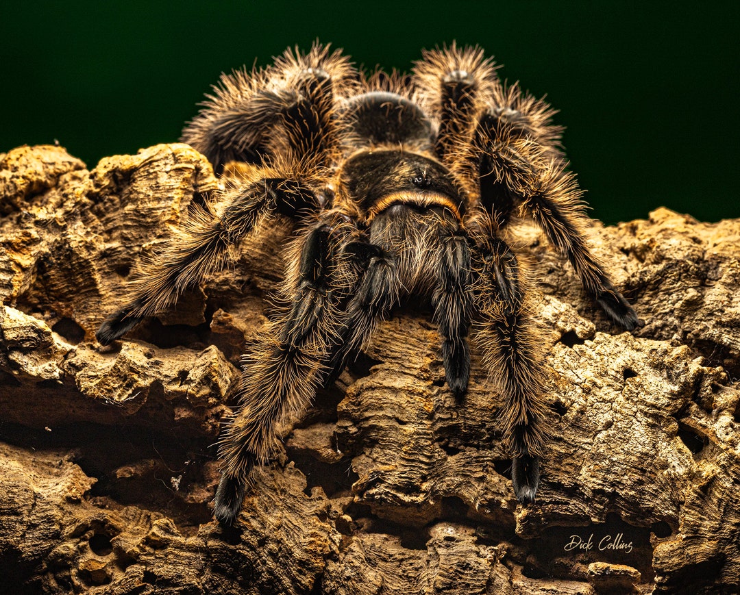 Curly Haired Tarantula - Ready to Hang Dye Sublimation Print / Insect ...