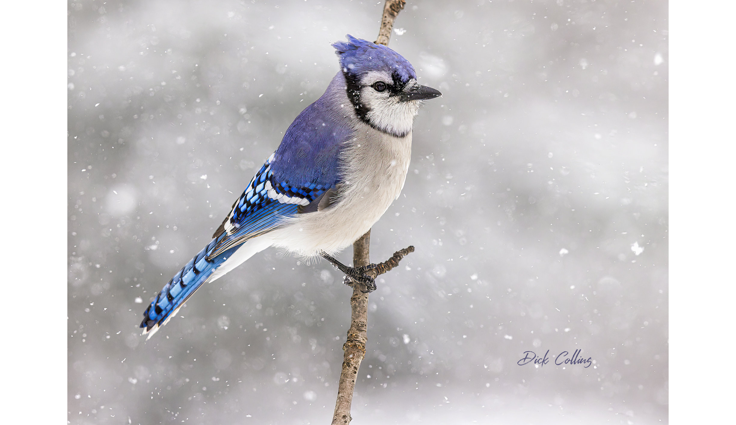 Blue Jay In Winter
